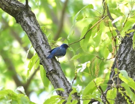 これは何とか瑠璃色に見えるかな、オオルリ。 野鳥はともだち