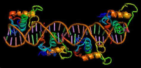 Retinoid X Receptor Beta Alchetron The Free Social Encyclopedia