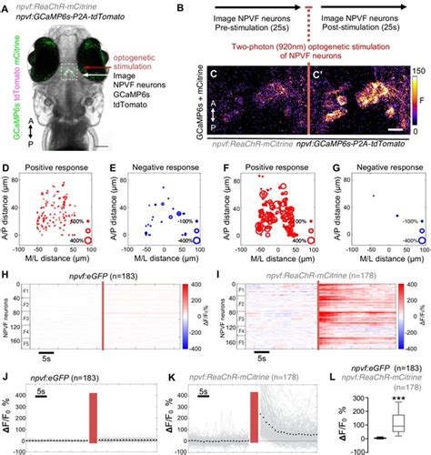 Figures And Data In Neuropeptide Vf Neurons Promote Sleep Via The