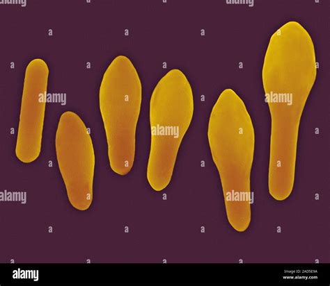 Coloured Scanning Electron Micrograph Sem Of Clostridium Spore