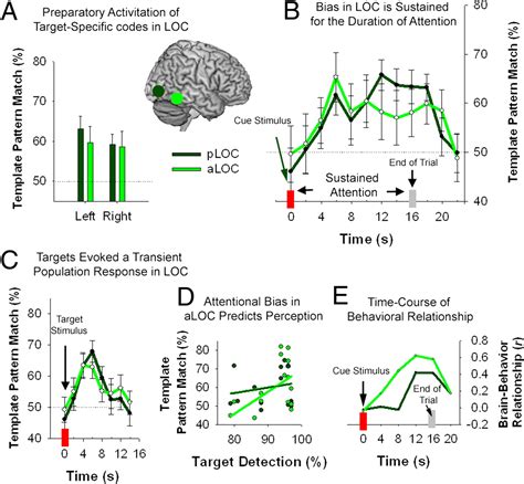 Shape Specific Preparatory Activity Mediates Attention To Targets In