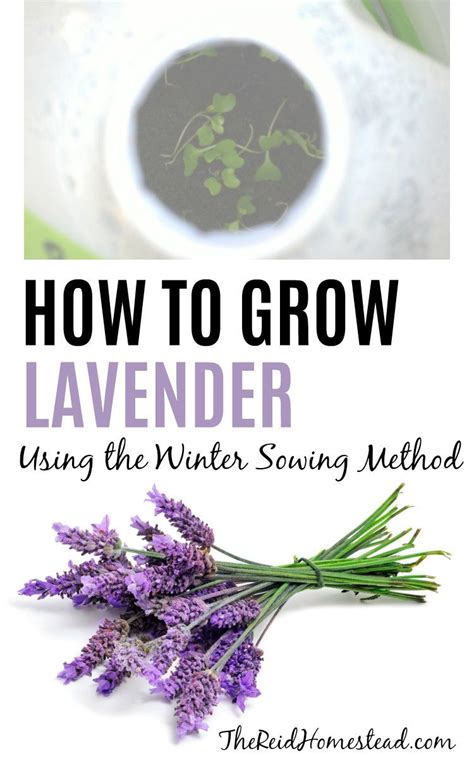 Growing Lavender Seed Using The Winter Sowing Method Is Simple I Share