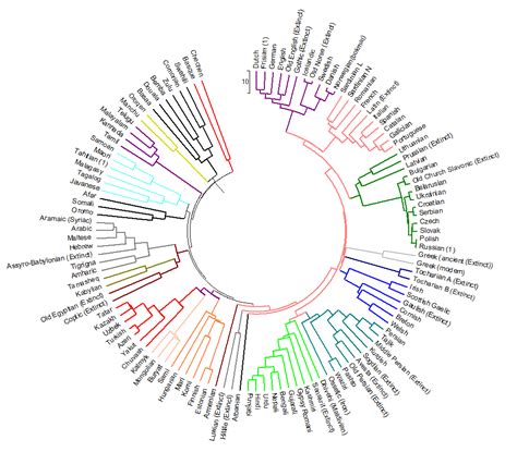 Language Evolutionary Tree In Elinguistics