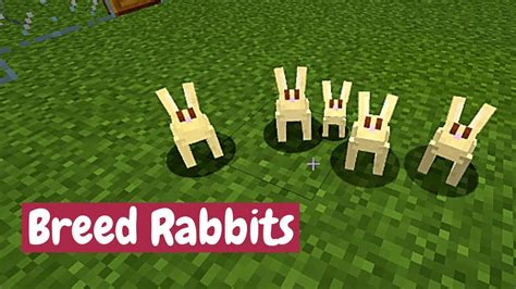 Can You Breed Rabbits In Minecraft