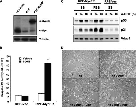 Activation Of C Myc In Ht Rpe Cells Increases P53 And P21 Protein