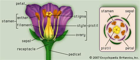 Flower Definition Parts Anatomy Types And Facts Britannica
