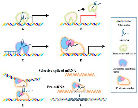 Ijms Free Full Text Potentials Of Long Noncoding Rnas Lncrnas In