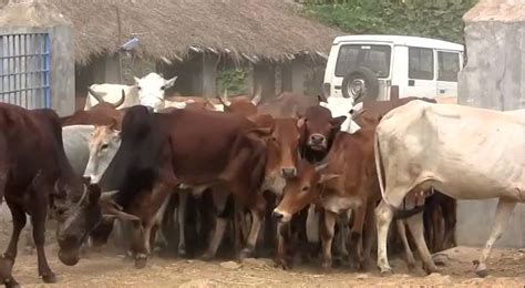 government to start 11 sexed semen labs to improve milch