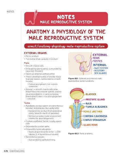 Anatomy And Physiology Of The Male Reproductive System Osmosis