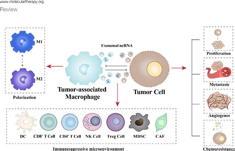 Figure 1 From Role Of Exosomal Non Coding Rnas From Tumor Cells And
