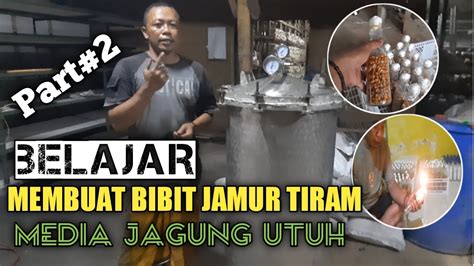 Pembuatan Bibit Jamur Tiram Part2 Youtube