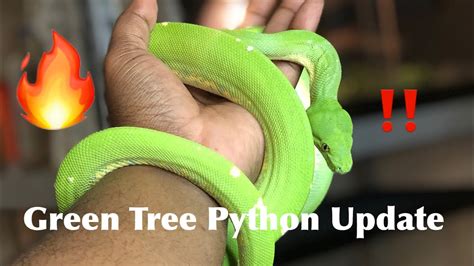 update on my green tree python youtube