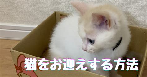 猫を飼いたい！猫をお迎えする方法 猫と暮らす家