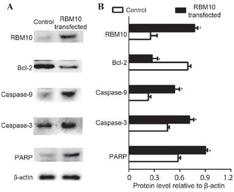 Evaluation Of Apoptosis Associated Genes In Cells Transfected With