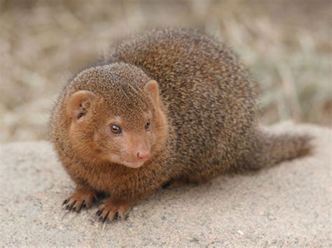 the mongoose kaieteur news