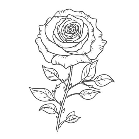 オンラインぬりえページバラ花描画epsbmxefeアウトラインスケッチ ベクターイラスト画像とpngフリー素材透過の無料ダウンロード