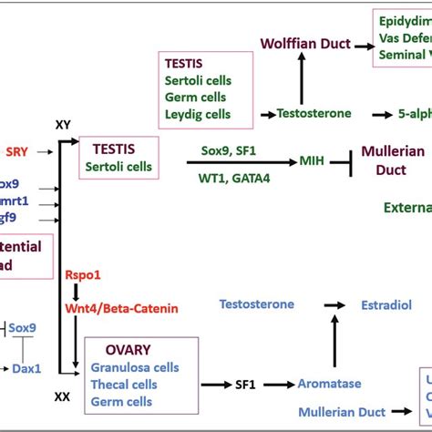 A Schematic Of The Differentiation Of Gonads And The Secondary Sex