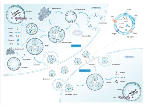 Figure 1 From Crosstalk Of Exosomal Non Coding Rnas In The Tumor