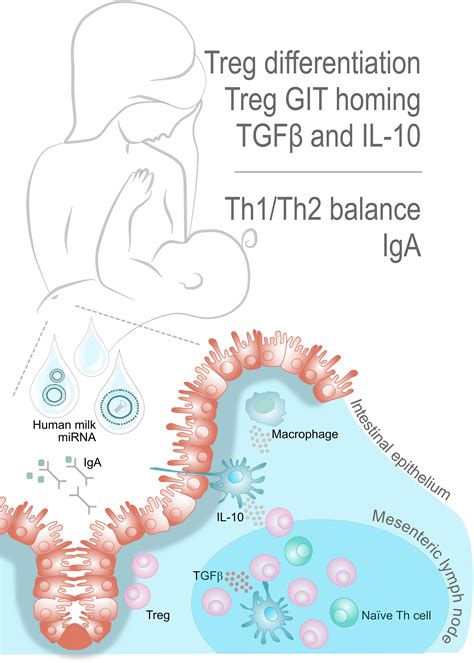 Frontiers Breast Milk Micrornas Potential Players In Oral Tolerance