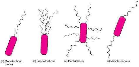 Flagella Structure Arrangement Function • Microbe Online