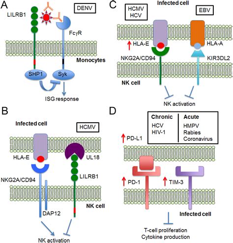 Colgate Virology And Immunology Blog Understanding How Viruses Evade