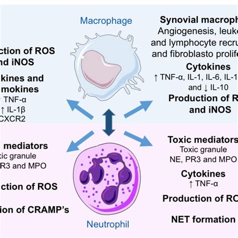A Simplified Schematic Of The Crosstalk Between Neutrophils Macrophages