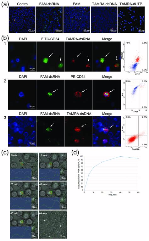 Cytologic Evaluation Of Internalization Of Fam Dsrna And Tamra Dsdna