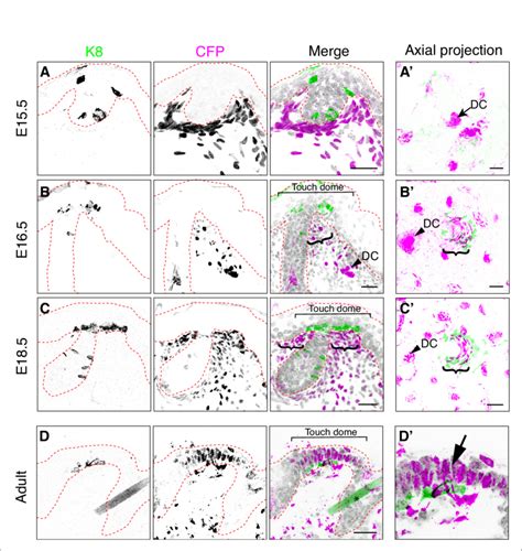 Bmp4 Expressing Cells Form Mesenchymal Condensates Under Touch Dome