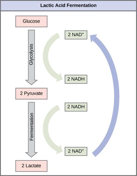 Fermentation · Concepts Of Biology