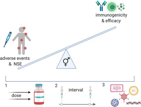 Sex Differences In Immunity Implications For The Development Of Novel