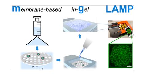 Membrane Based In Gel Loop Mediated Isothermal Amplification Mglamp