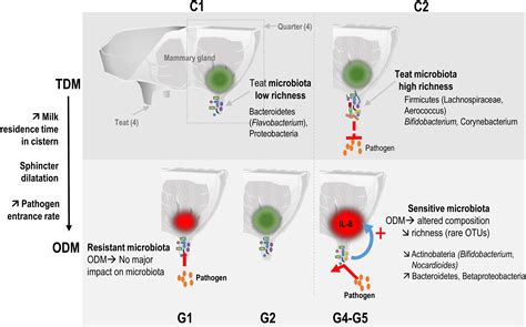 Frontiers Bovine Teat Cistern Microbiota Composition And Richness Are