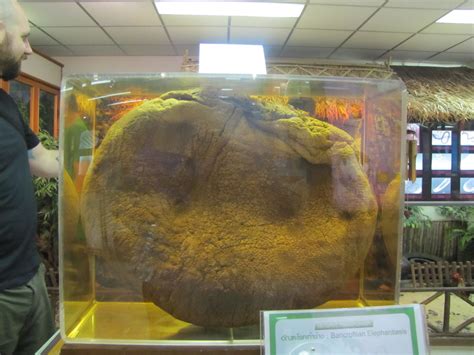 Elephantitis Of The Scrotum Baronesseast Flickr