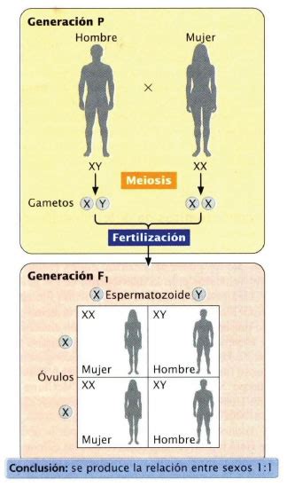 Sistemas Cromosómicos De La Determinación Del Sexo Blog De Biología