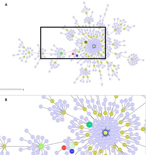 eburst analysis of a baumannii strains using the phyloviz