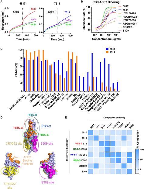 Identification Of A Broad Sarbecovirus Neutralizing Antibody Targeting