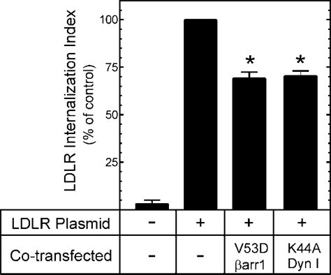 Inhibition Of Ldlr Endocytosis By Dominant Negative Mutants