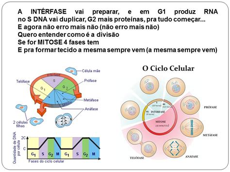 Sinapse M A C Prof Cristian Revisão Biologia Mitose Meiose Prova