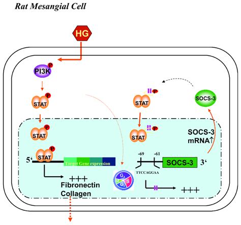 Schematic Representation Of Proposed Intracellular Signaling Leading To