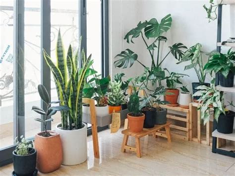 How Many Plants Should You Have In Your House Simplify Plants