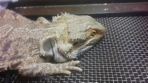 Super Old Bearded Dragon Youtube