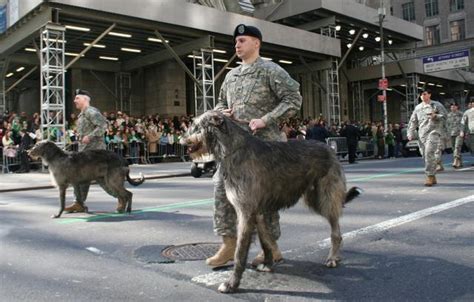 Dvids Images New York National Guards 69th Infantry Leads Worlds