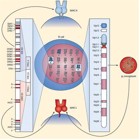 The Association Of Hla Dq2 With Celiac Disease Intechopen