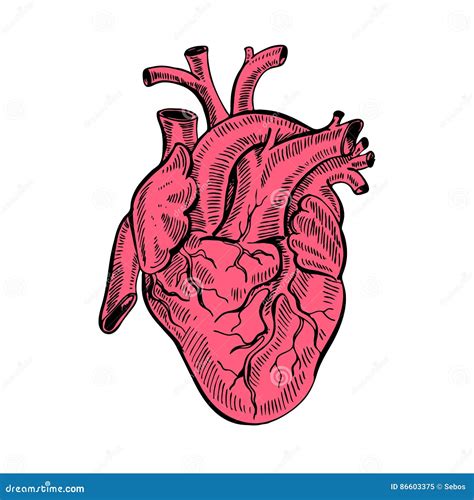 Hand Drawing Sketch Anatomical Heart Cartoon Style Vector Illustration