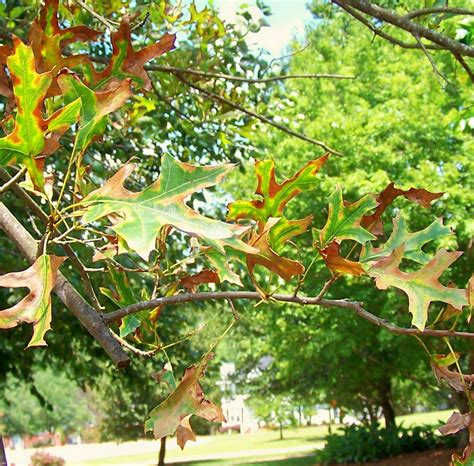 Pin Oaks And Sycamores Scorched Leaves In Late Summer Early Fall