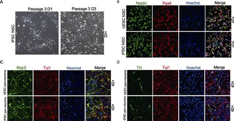Differentiation Of Ipsc Into Wd Specific Nsc And Neurons A