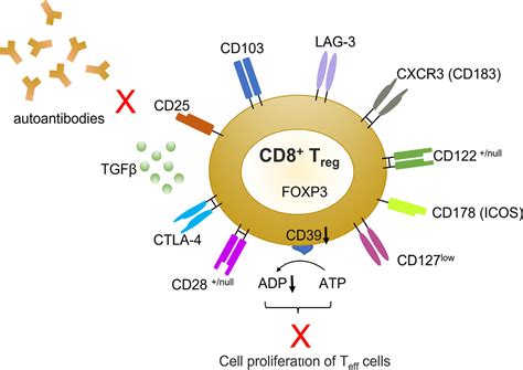 Cd8 T Regulatory Cells In Lupus