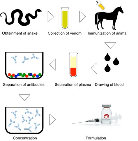 2 A Schematic Representation Of Serum Based Antivenom Production