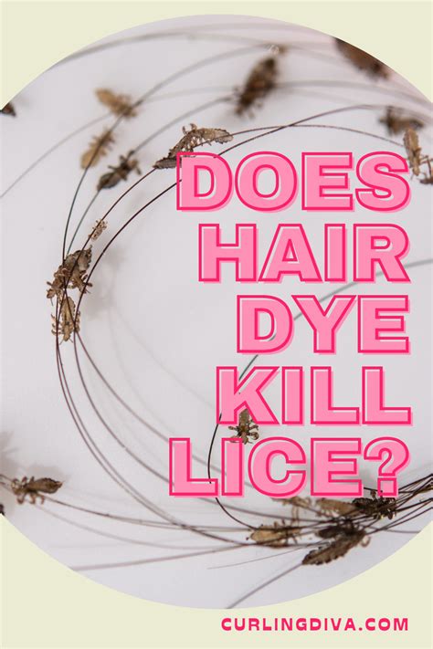 10 Fast Facts About Lice You Need To Know Artofit