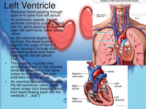 Ppt Anatomy And Function Of The Heart Powerpoint Presentation Free
